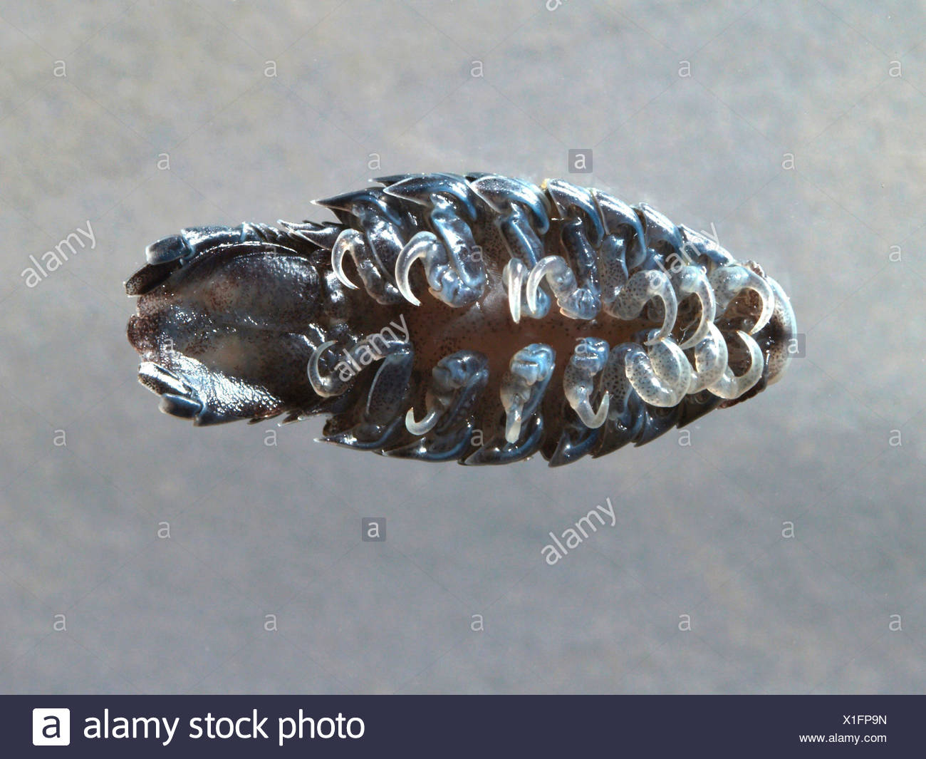 External Parasite High Resolution Stock Photography and Images - Alamy