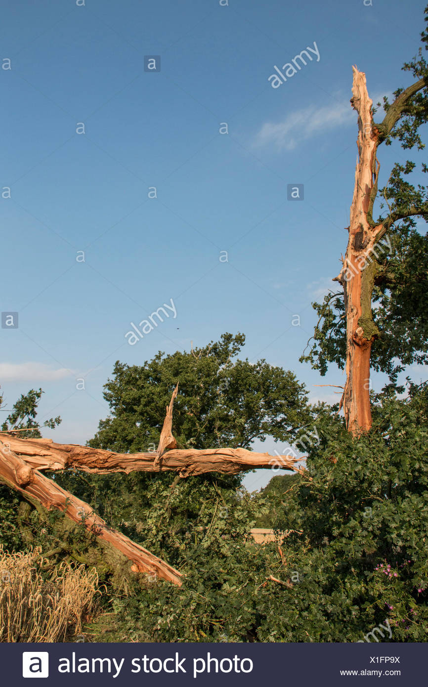 Tree Struck By Lightning High Resolution Stock Photography and Images ...