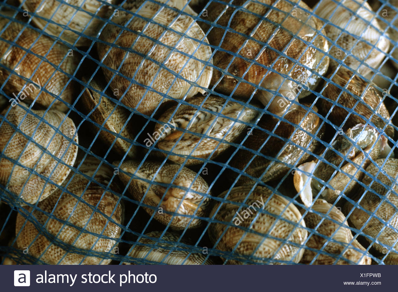 Venus In The Shell High Resolution Stock Photography and Images - Alamy