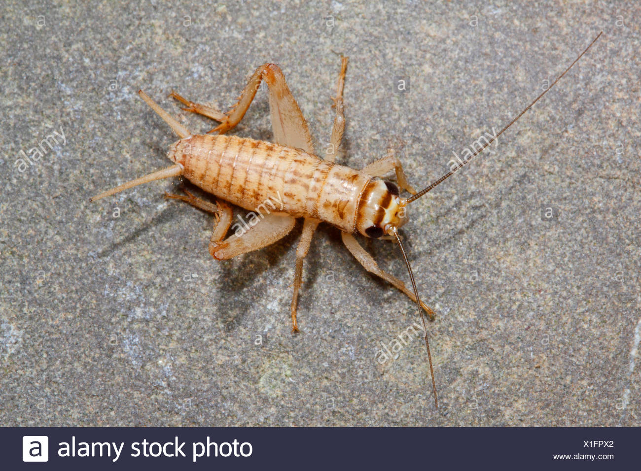 Acheta Domesticus High Resolution Stock Photography and Images - Alamy