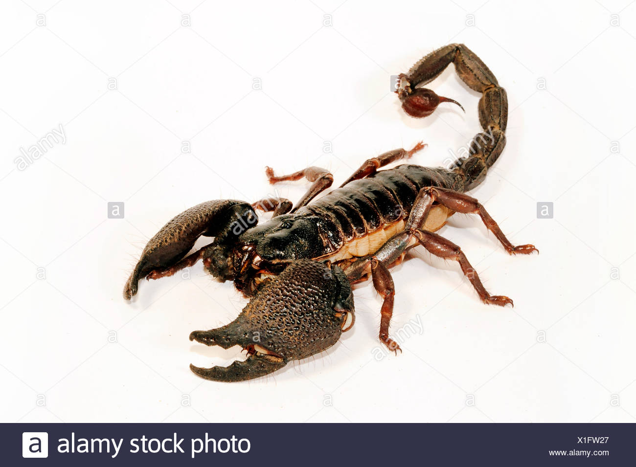 Giant Forest Scorpion High Resolution Stock Photography and Images - Alamy