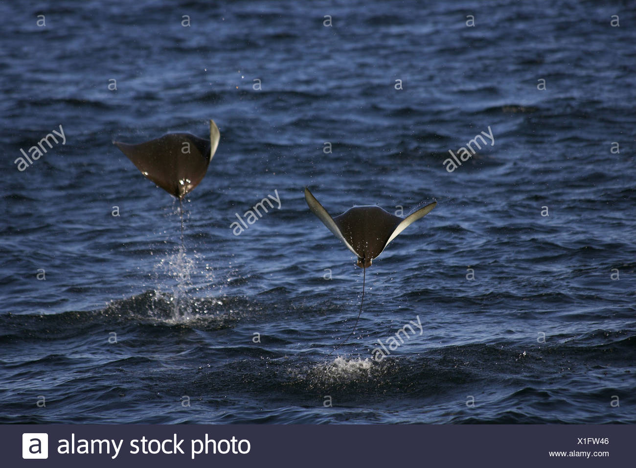 Flying Mobula High Resolution Stock Photography and Images - Alamy
