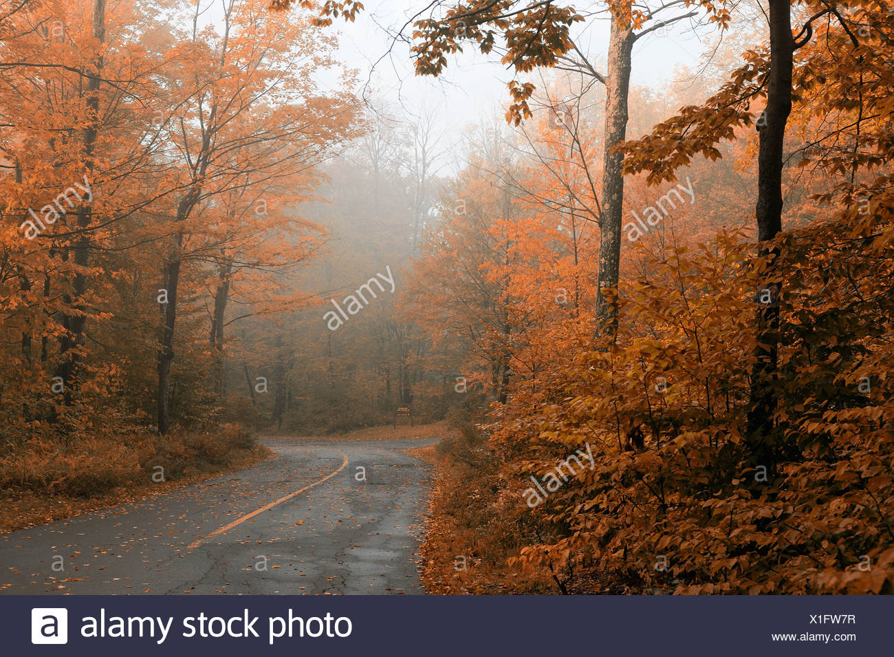 Pennsylvania Forest Road High Resolution Stock Photography and Images ...