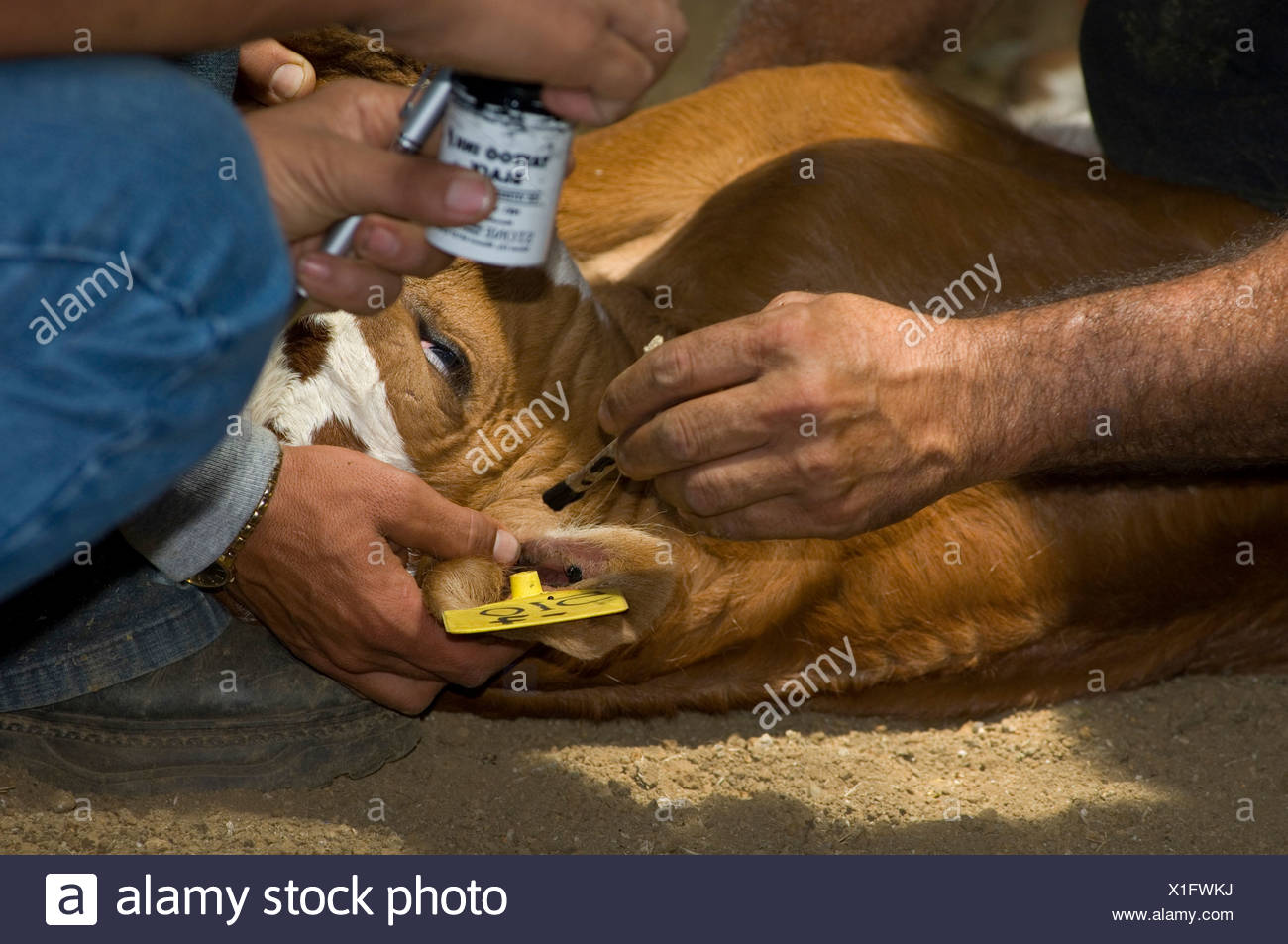 Tagging Of Animals High Resolution Stock Photography and Images - Alamy