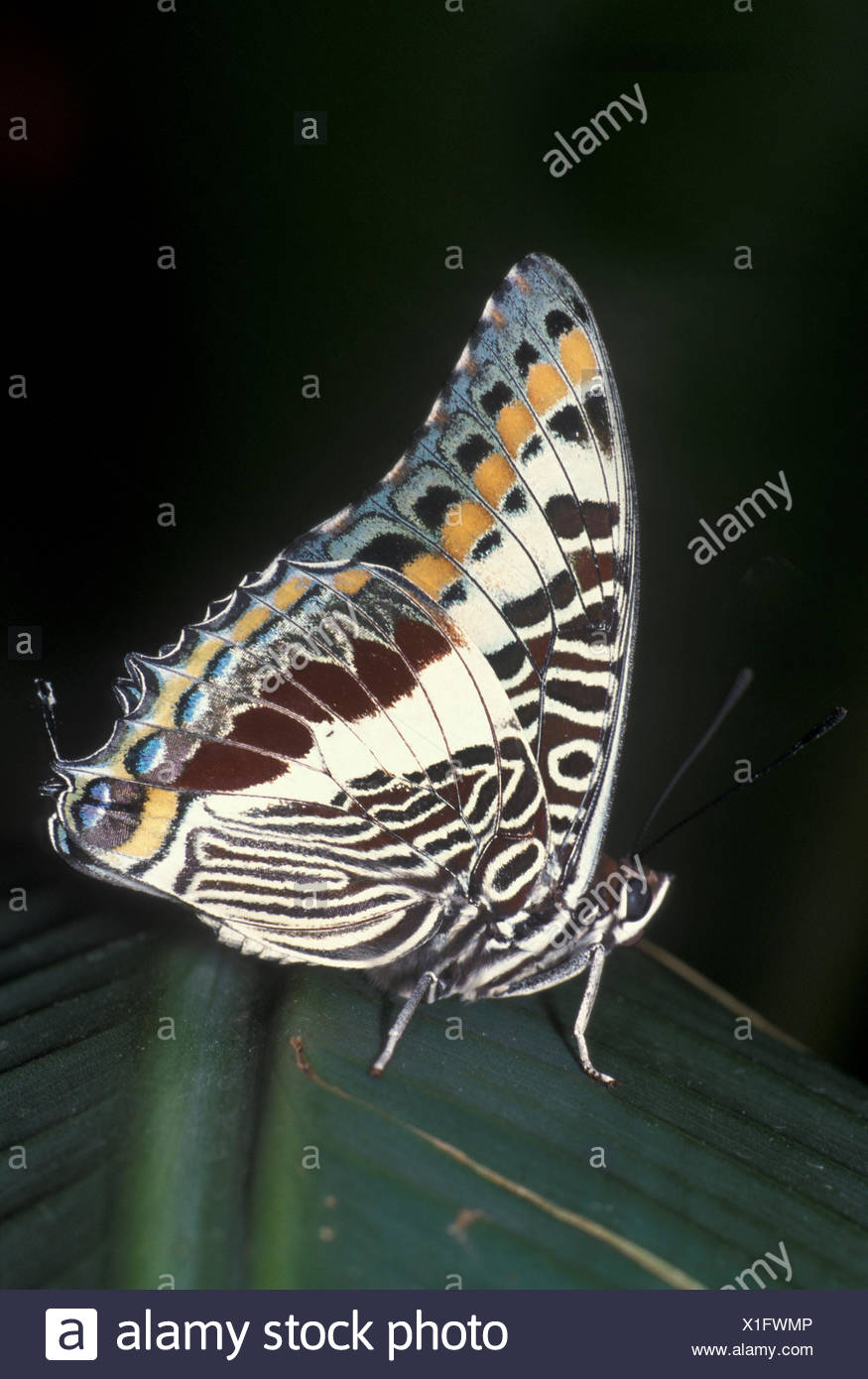 Two Tailed Pasha Butterfly High Resolution Stock Photography and Images ...