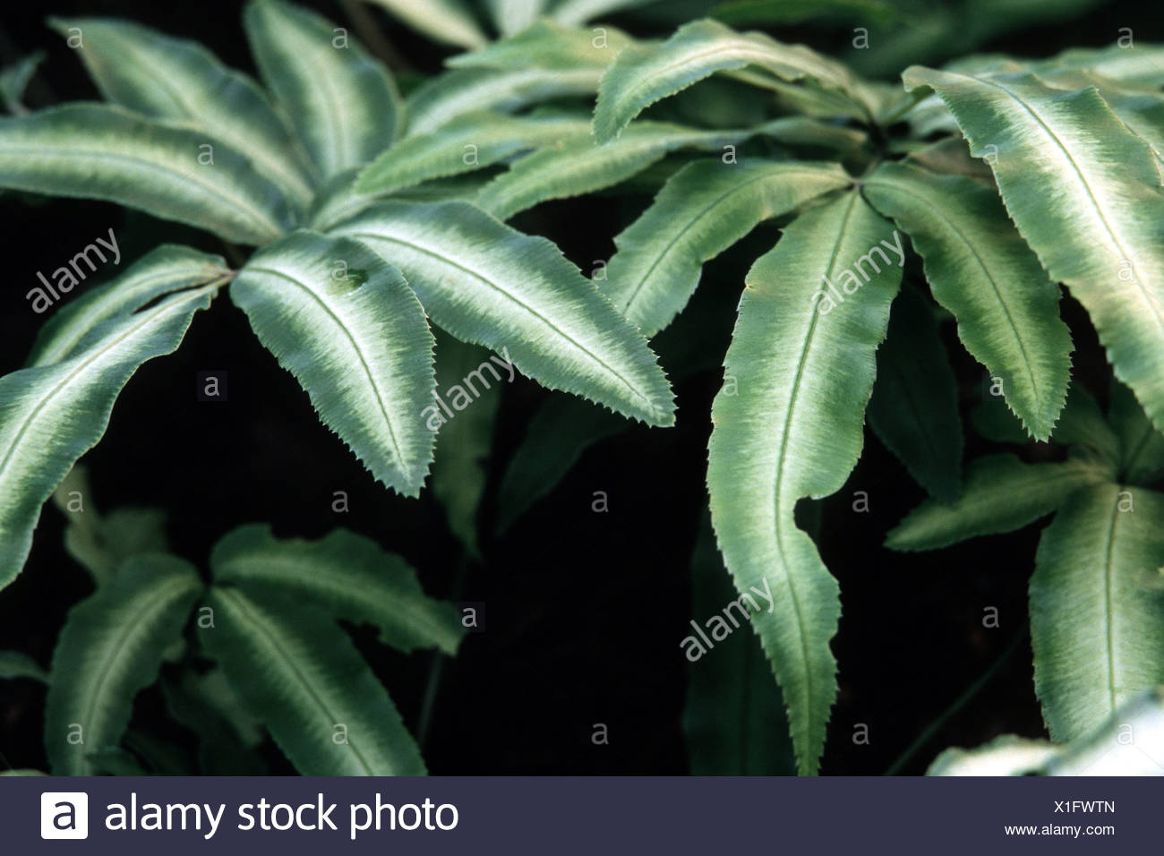 Pteridaceae Family High Resolution Stock Photography and Images - Alamy