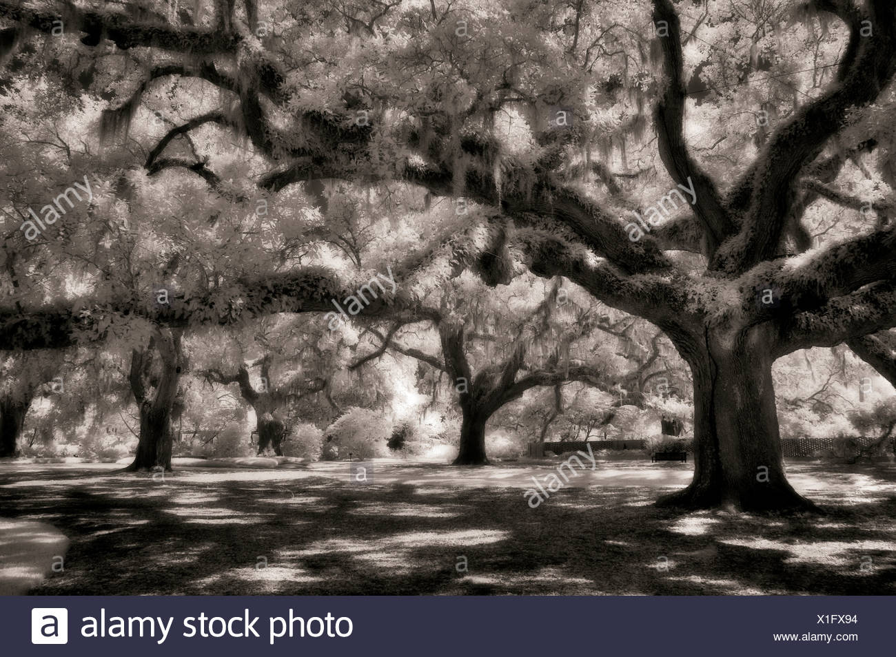 Oak Trees Environment High Resolution Stock Photography and Images - Alamy