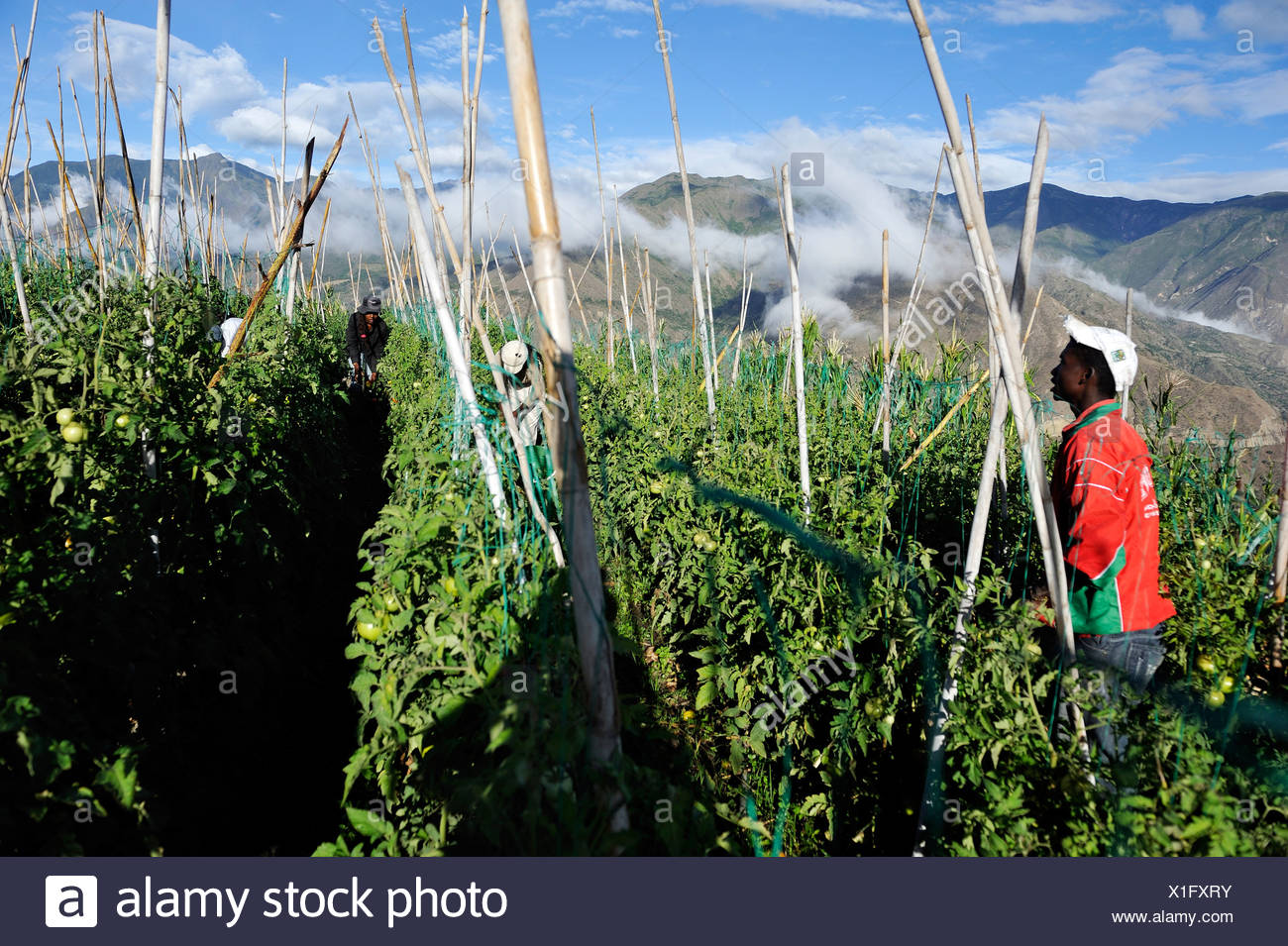 Field Of Tomato Plants Stock Photos & Field Of Tomato Plants Stock ...