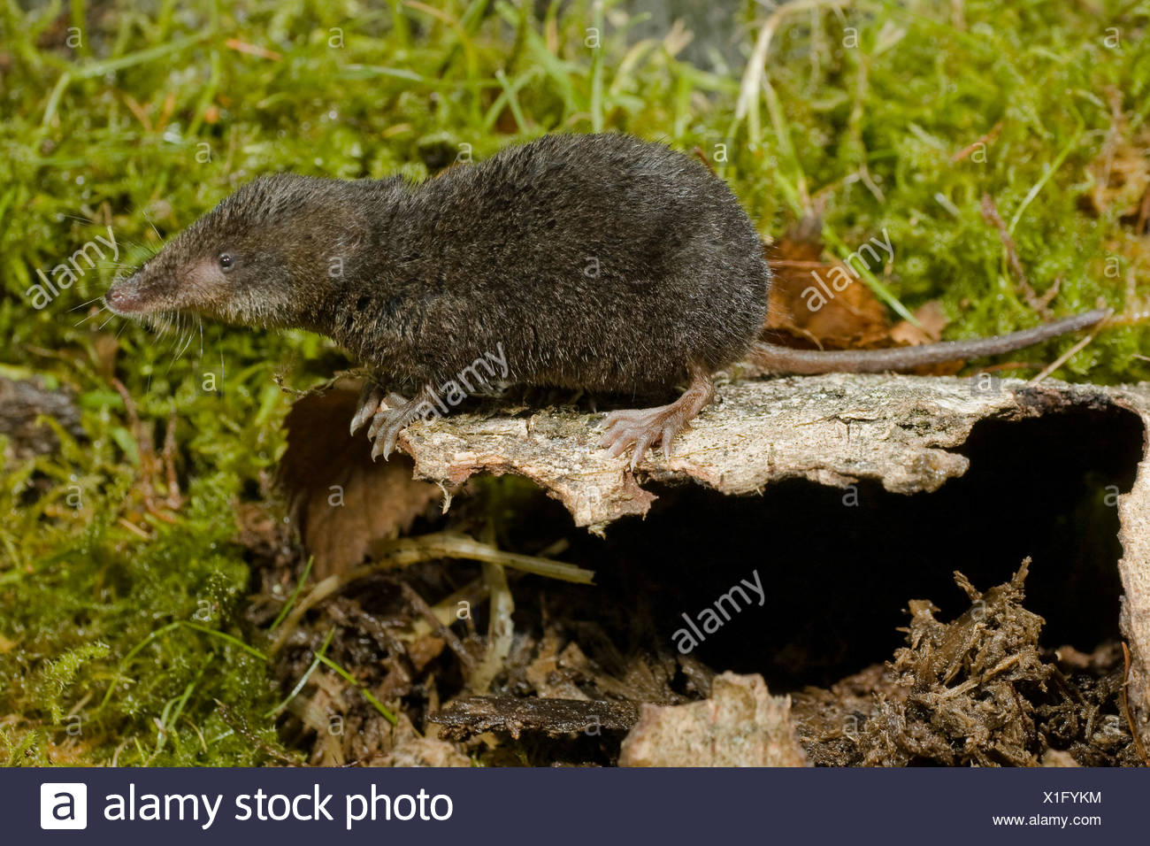 Bryophyta Water Stock Photos & Bryophyta Water Stock Images - Alamy