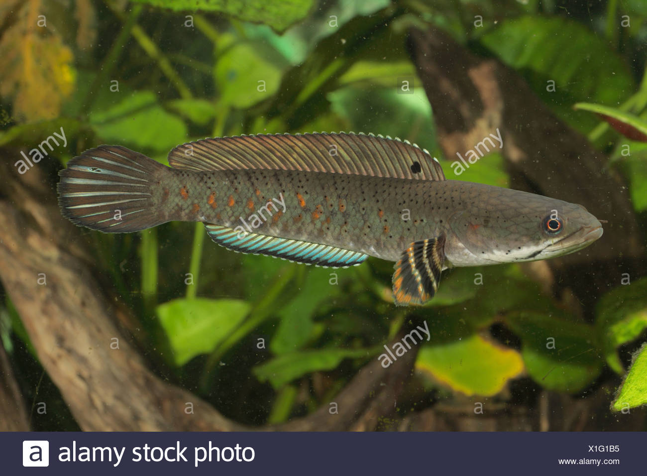 Channa Fish High Resolution Stock Photography and Images - Alamy