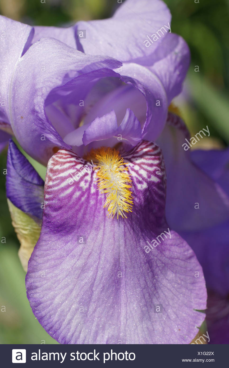 Sweet Iris High Resolution Stock Photography and Images - Alamy