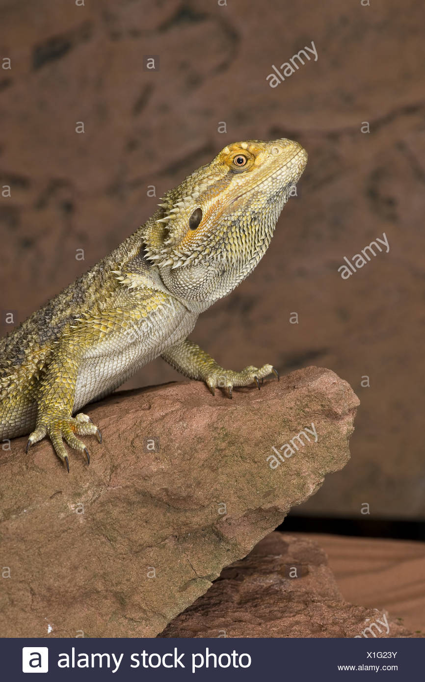 Pogona Vitticeps Bearded Dragon High Resolution Stock Photography and ...