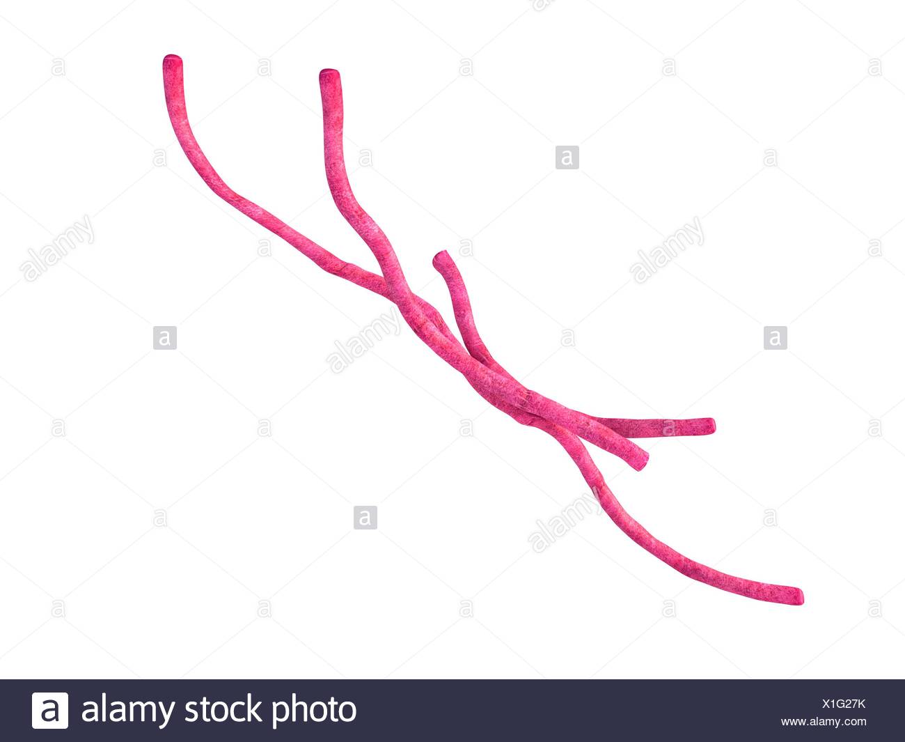 Bacillaceae Stock Photos & Bacillaceae Stock Images - Alamy