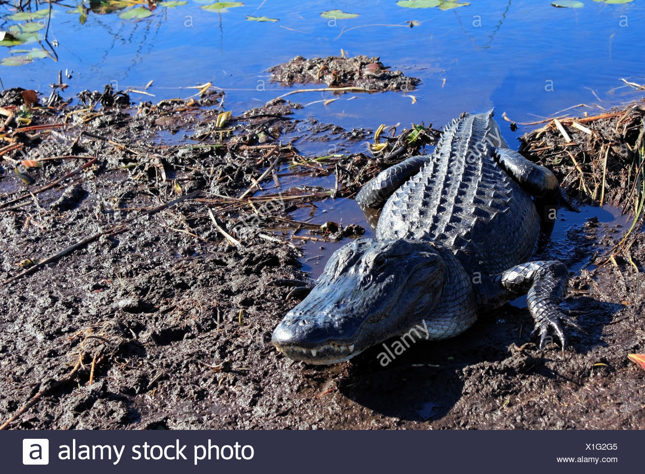 Alligator In Mud Stock Photos & Alligator In Mud Stock Images - Alamy