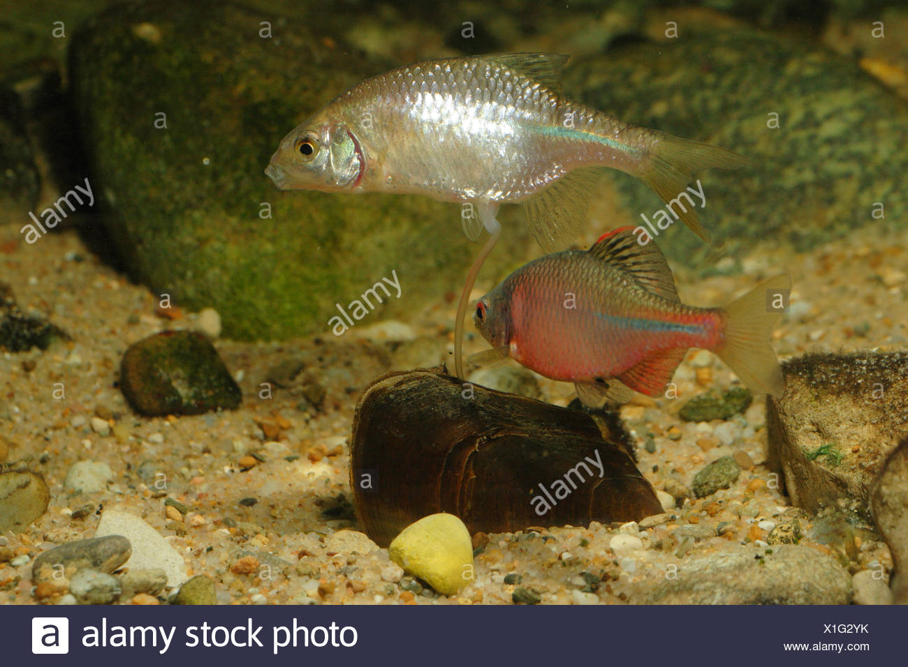 Rhodeus Sericeus High Resolution Stock Photography and Images - Alamy