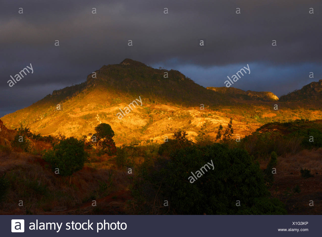 African Rainforest Deforestation High Resolution Stock Photography and ...