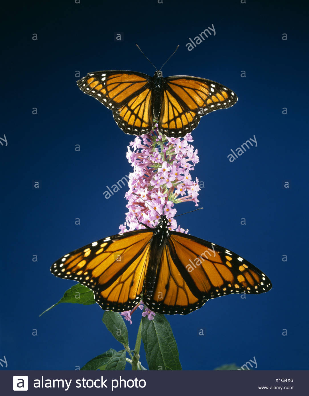 Batesian Mimicry High Resolution Stock Photography and Images - Alamy