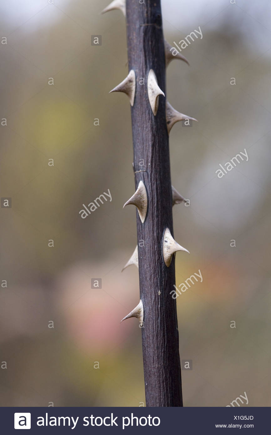 Rose Stem High Resolution Stock Photography and Images - Alamy