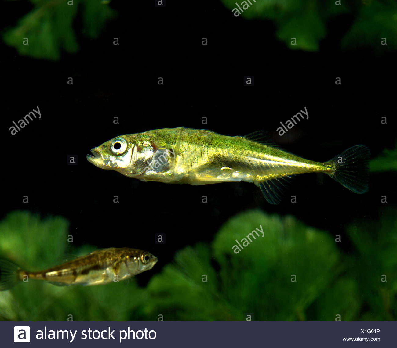 Gasterosteus High Resolution Stock Photography and Images - Alamy