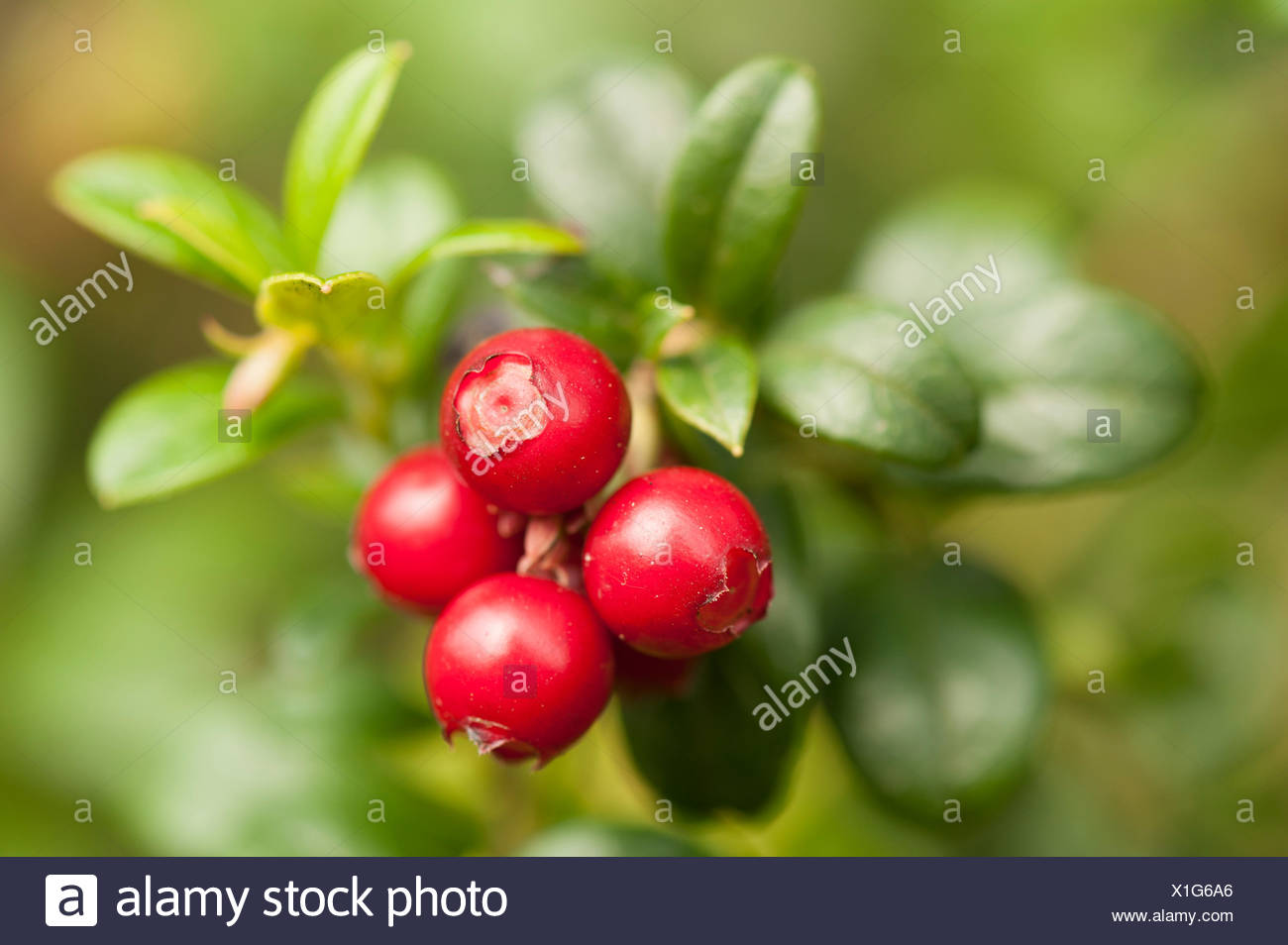 Lingonberry High Resolution Stock Photography and Images - Alamy