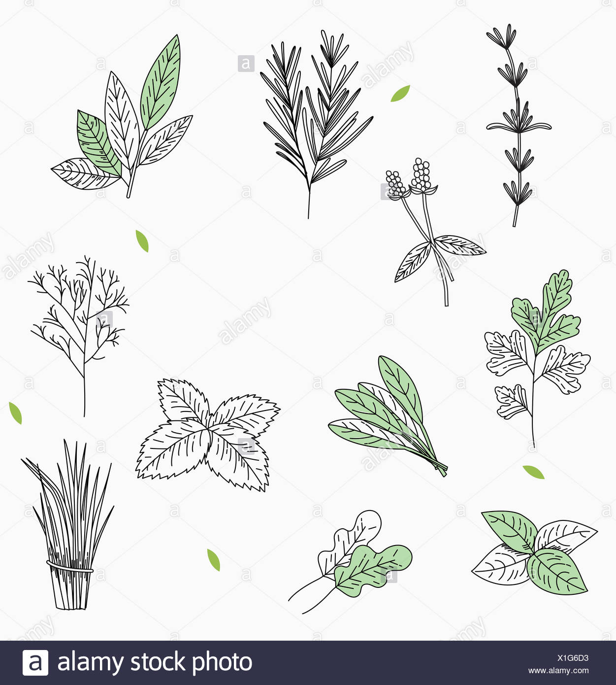 Chives Drawing Stock Photos & Chives Drawing Stock Images - Alamy