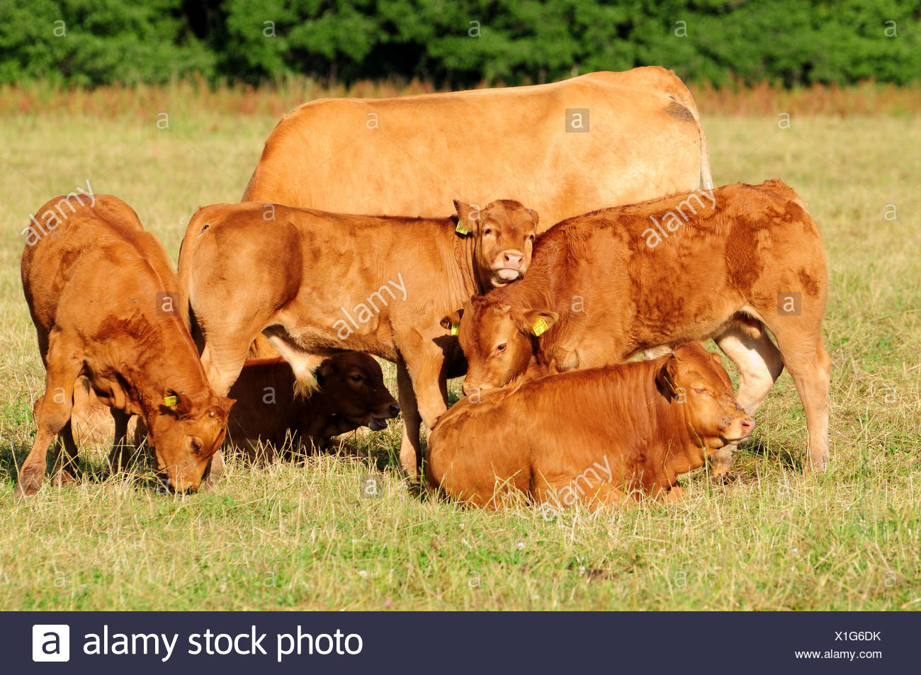Suckler Cow High Resolution Stock Photography and Images - Alamy