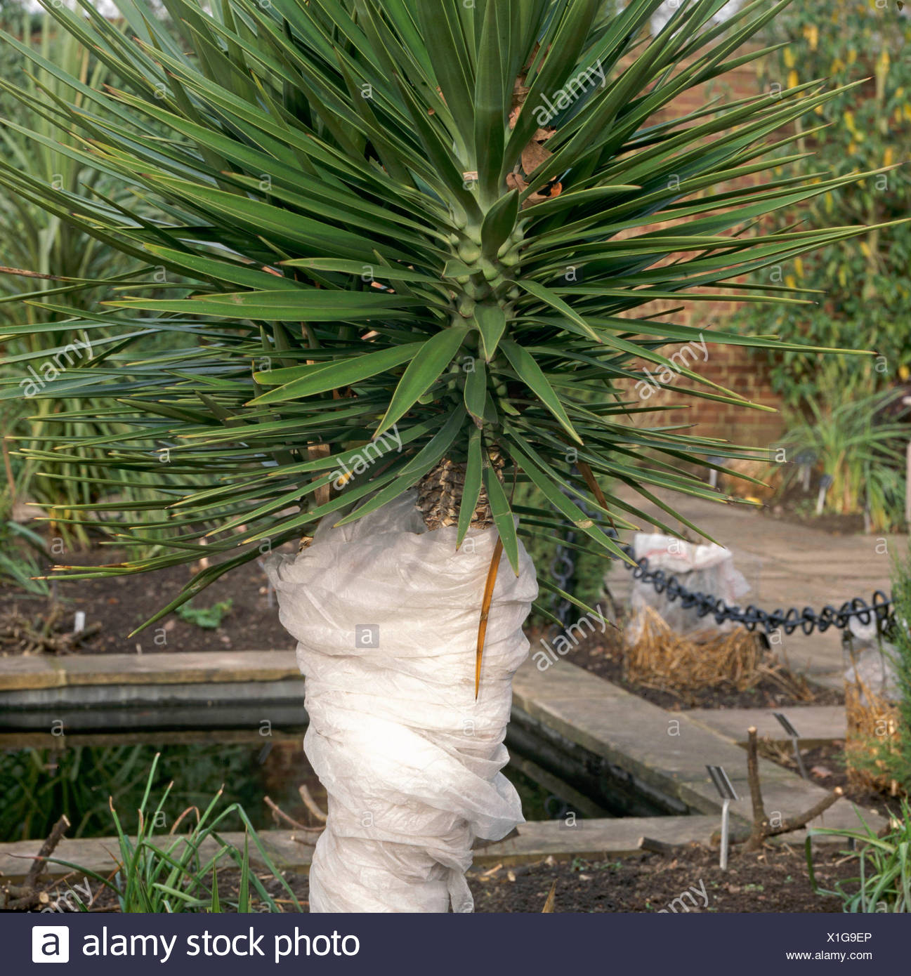 Yucca Aloifolia Stock Photos & Yucca Aloifolia Stock Images - Alamy
