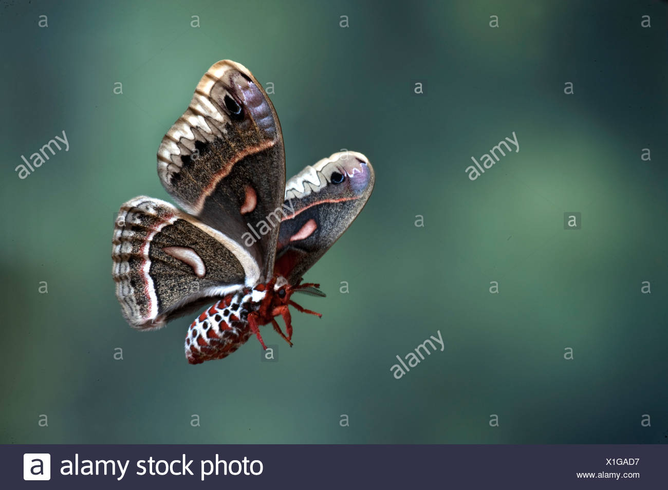 Largest Flying Insects High Resolution Stock Photography and Images - Alamy