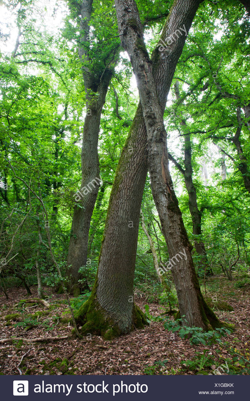Elm Trees High Resolution Stock Photography and Images - Alamy