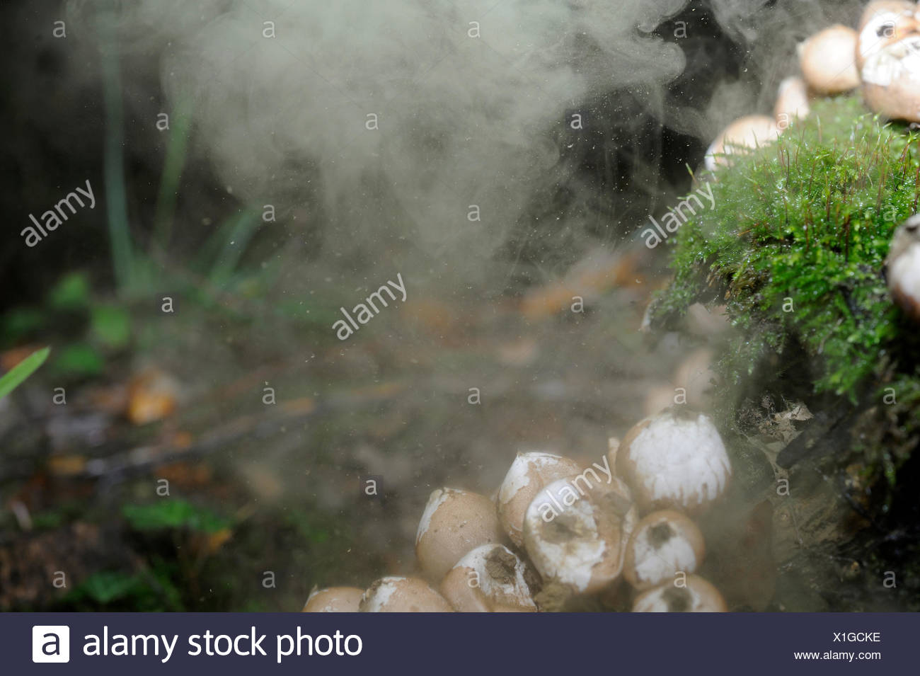Puffball Spores High Resolution Stock Photography and Images - Alamy
