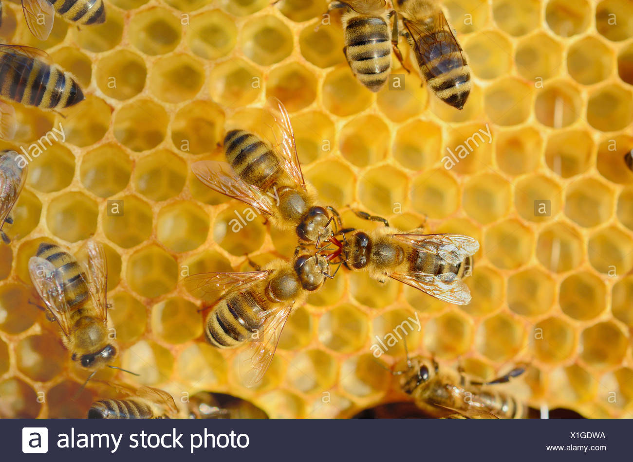 Two Bees Stock Photos & Two Bees Stock Images - Alamy