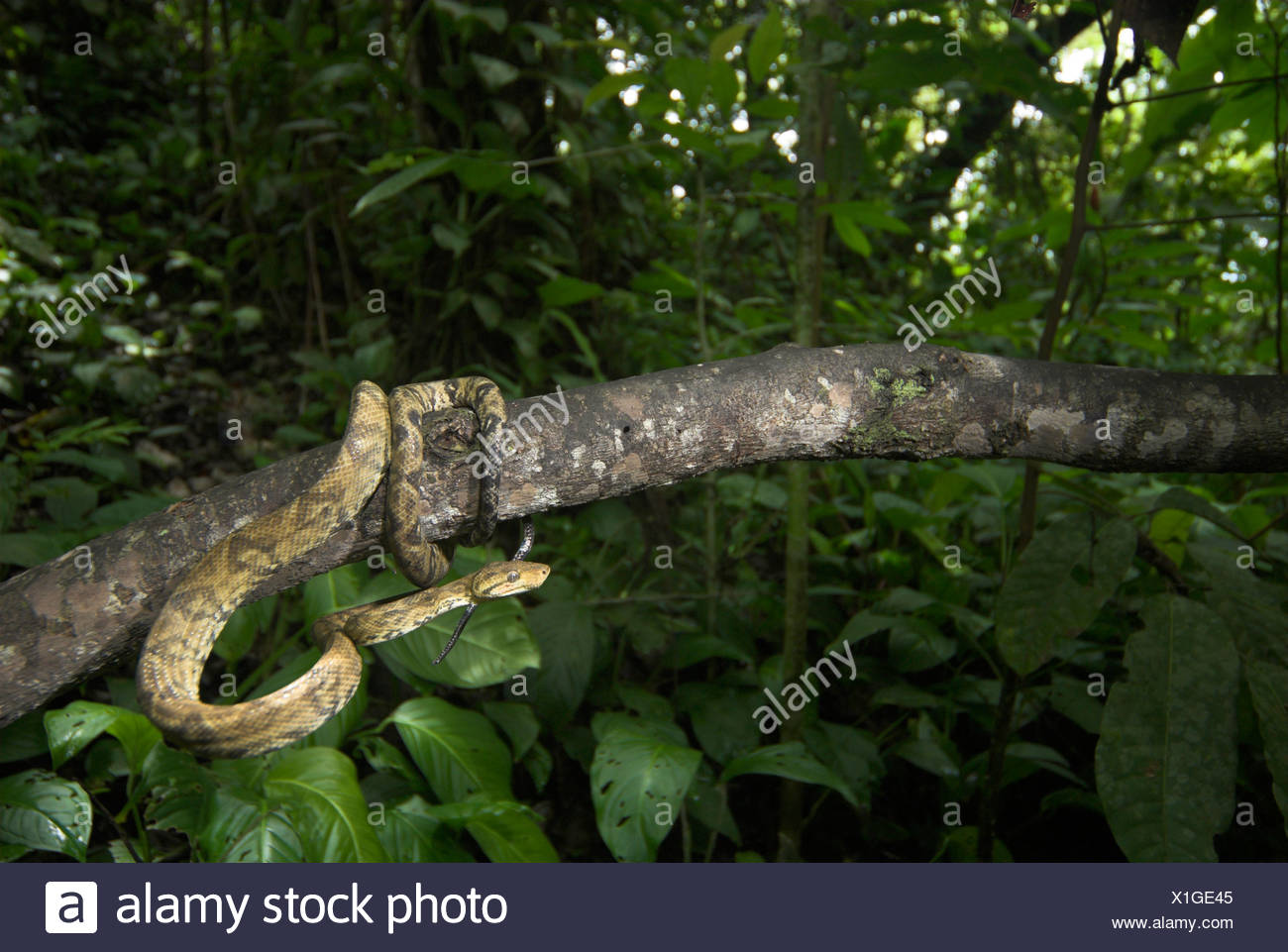 Corallus Annulatus High Resolution Stock Photography and Images - Alamy