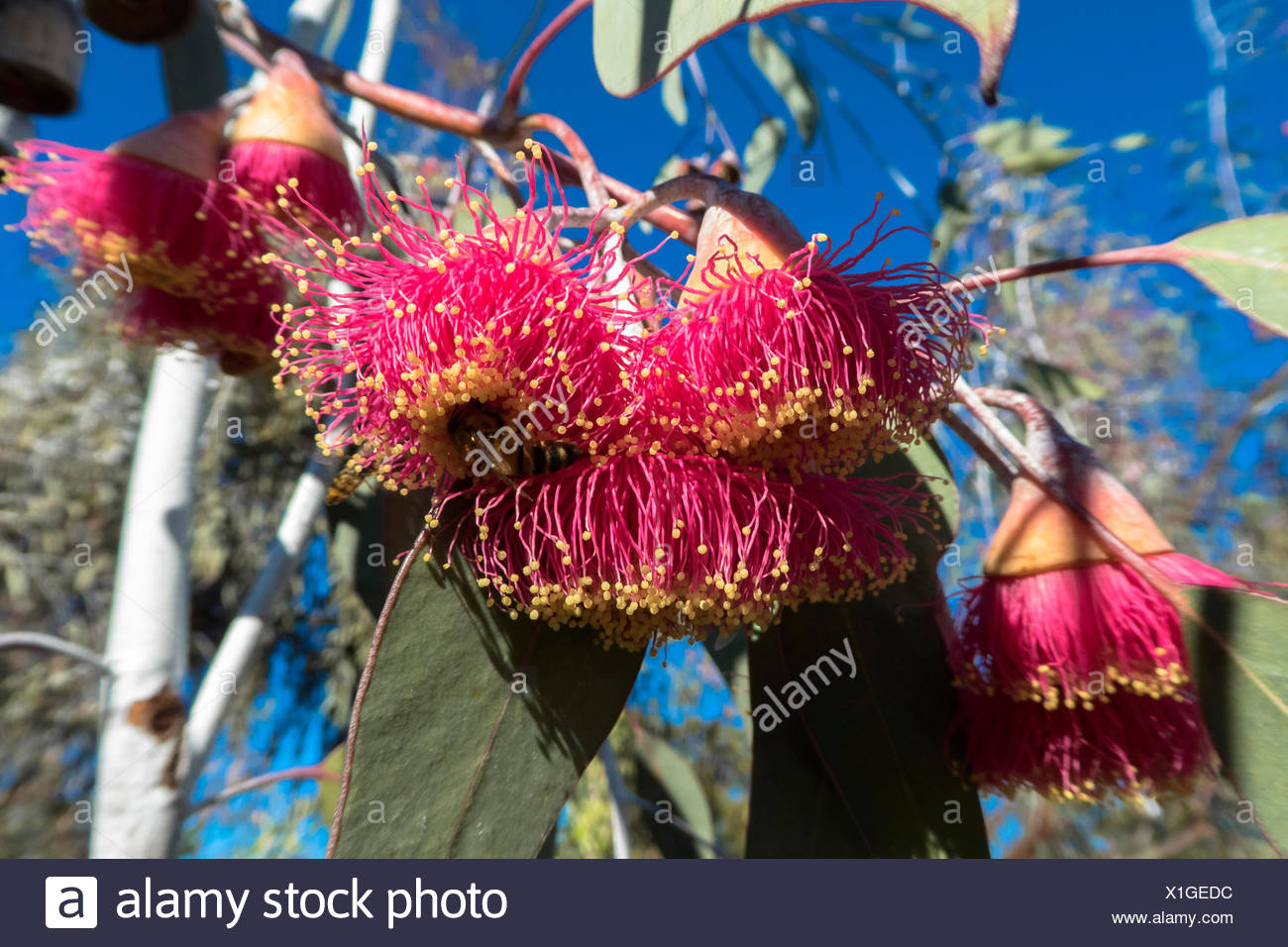 Silver Princess High Resolution Stock Photography and Images - Alamy