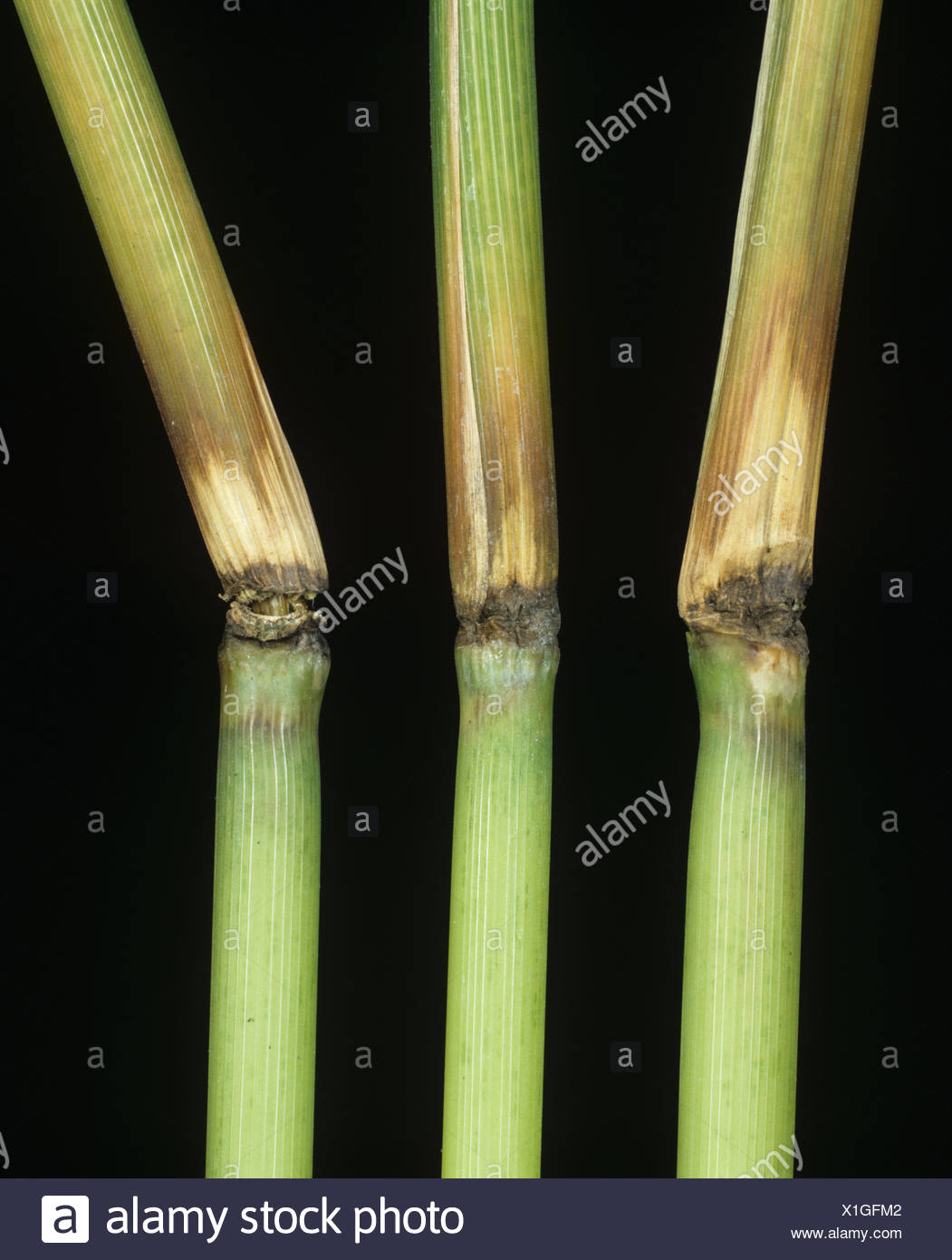 Pyricularia Oryzae Stock Photos & Pyricularia Oryzae Stock Images - Alamy
