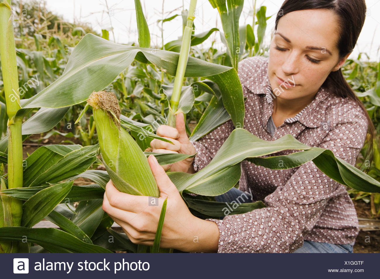 White Corn Cob High Resolution Stock Photography and Images - Alamy