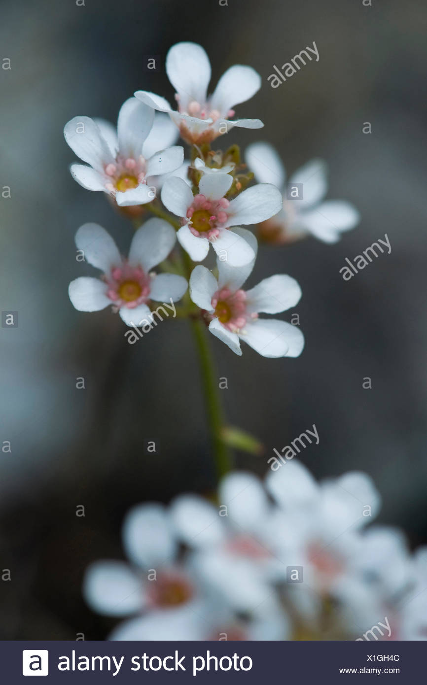 Pyramidal Saxifrage Saxifraga Cotyledon High Resolution Stock ...