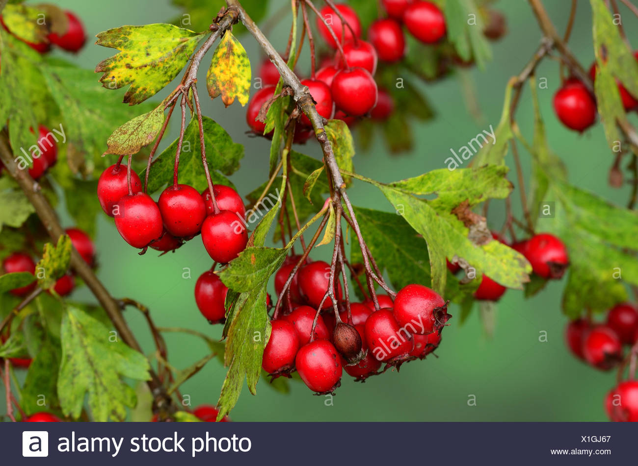 Whitethorn Bush High Resolution Stock Photography and Images - Alamy