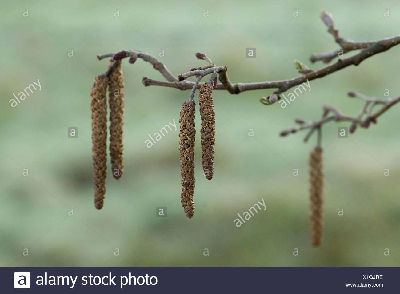 Alder Blossom High Resolution Stock Photography and Images - Alamy