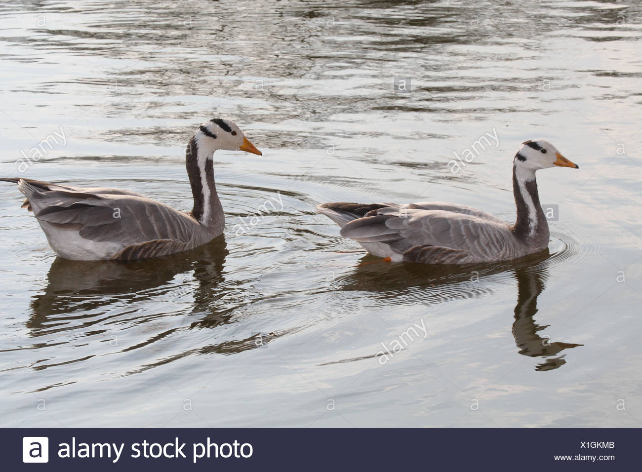 Indian Goose High Resolution Stock Photography and Images - Alamy