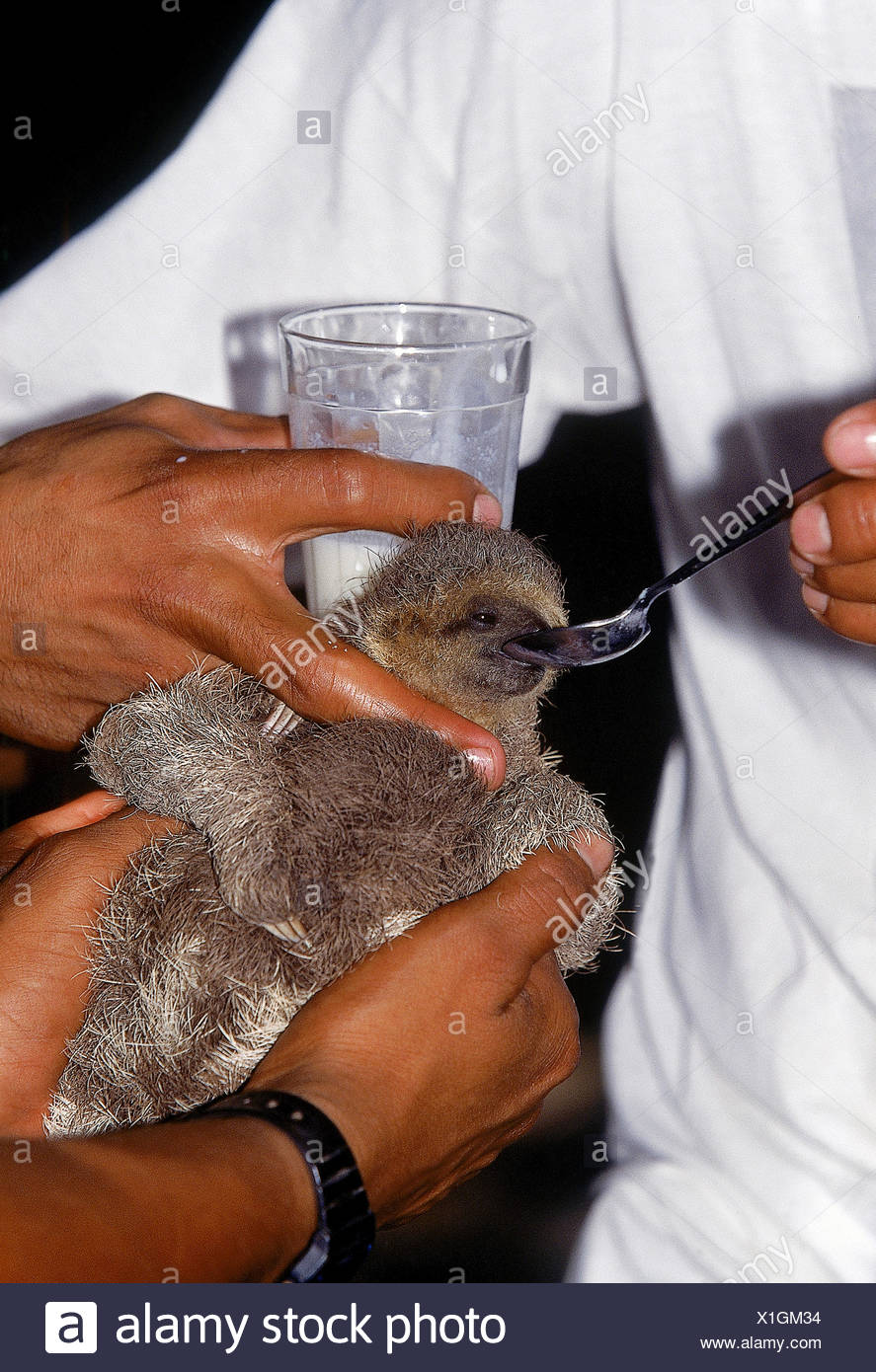Sloth Hand High Resolution Stock Photography and Images - Alamy