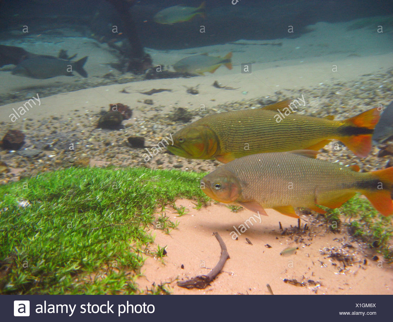 Piraputanga Stock Photos & Piraputanga Stock Images - Alamy