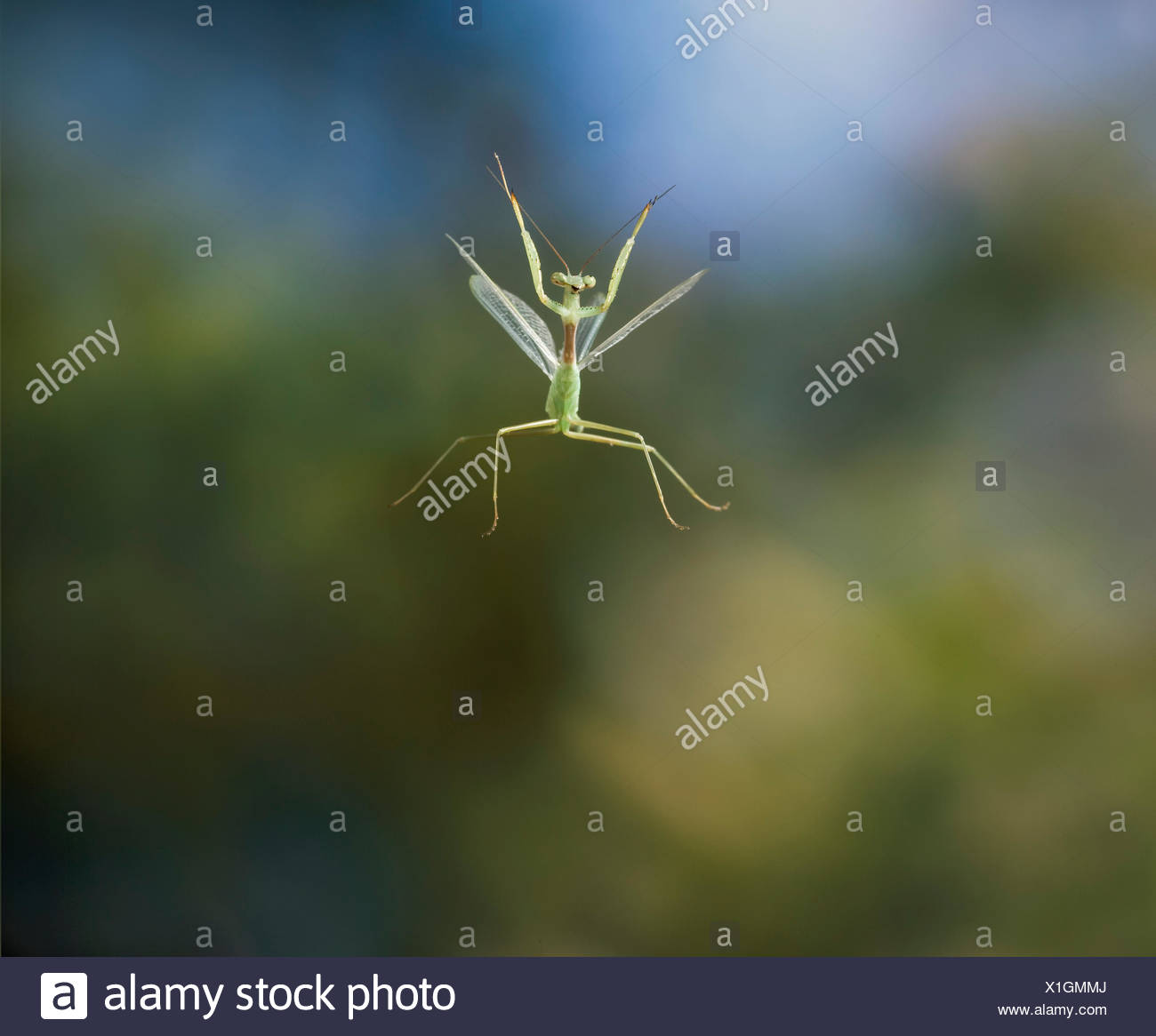 Leaping Insects High Resolution Stock Photography and Images - Alamy