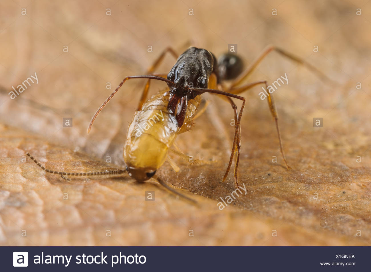 Adult Cockroaches High Resolution Stock Photography and Images - Alamy
