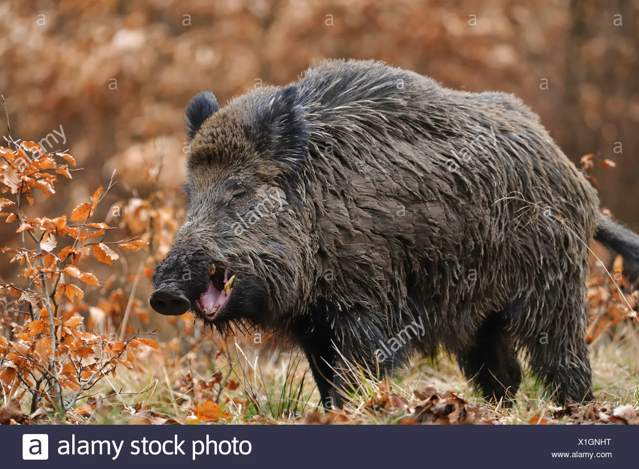 Pig Mouth Open High Resolution Stock Photography and Images - Alamy