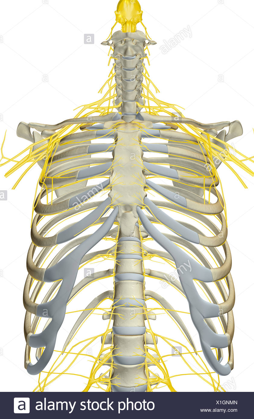 Transverse Nerve High Resolution Stock Photography and Images - Alamy