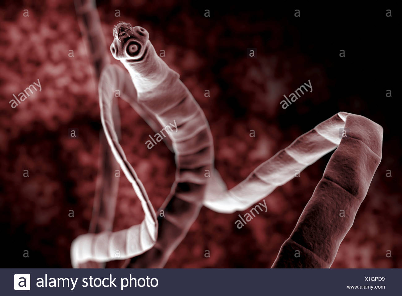 Cestoda High Resolution Stock Photography and Images - Alamy