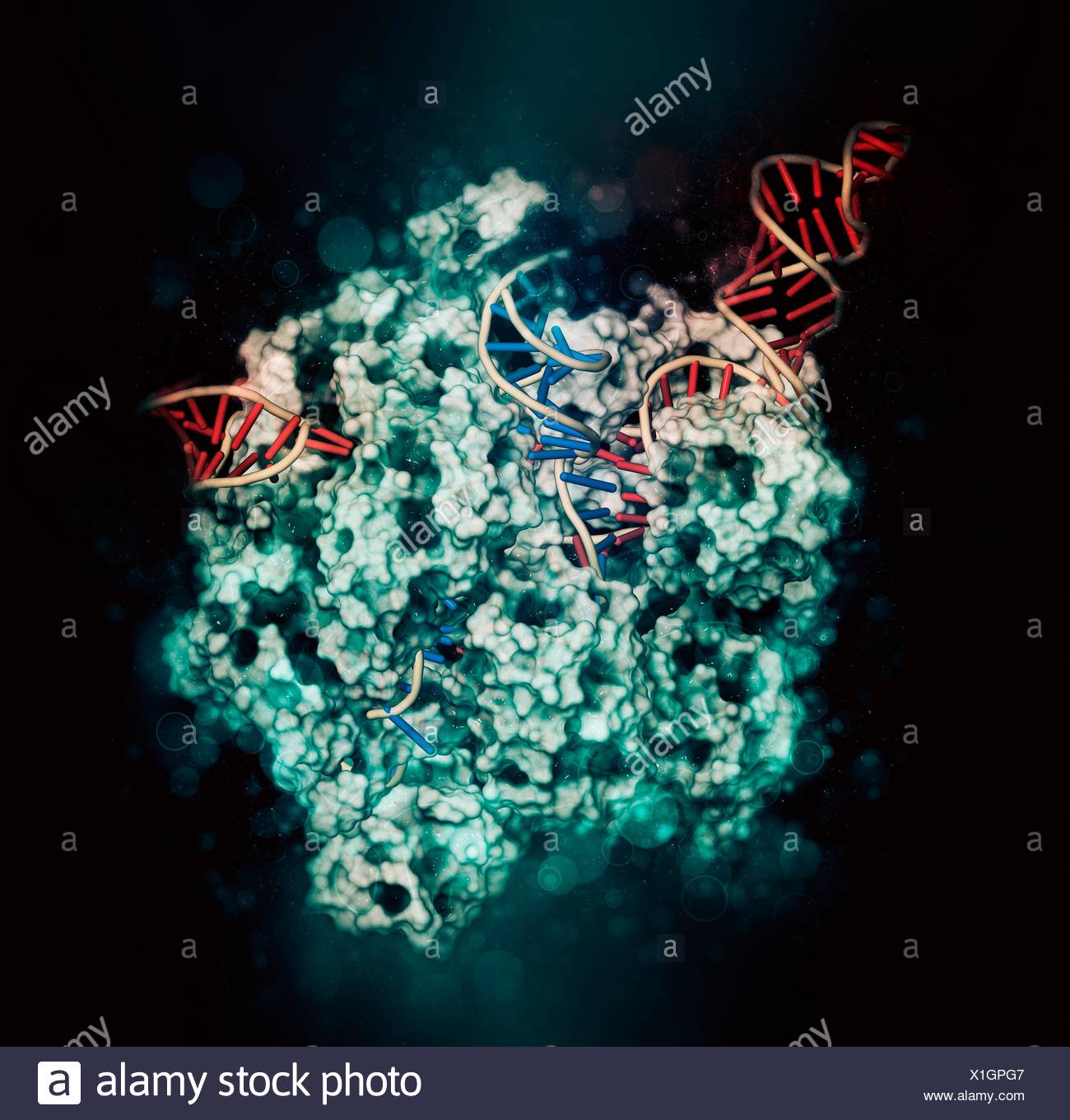 Crispr Cas9 Illustration High Resolution Stock Photography and Images ...