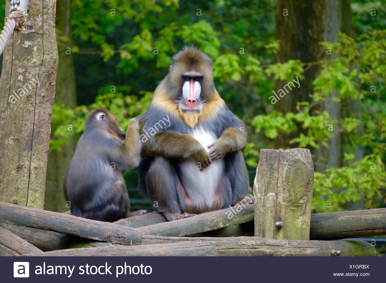 Mandrills Stock Photos & Mandrills Stock Images - Alamy