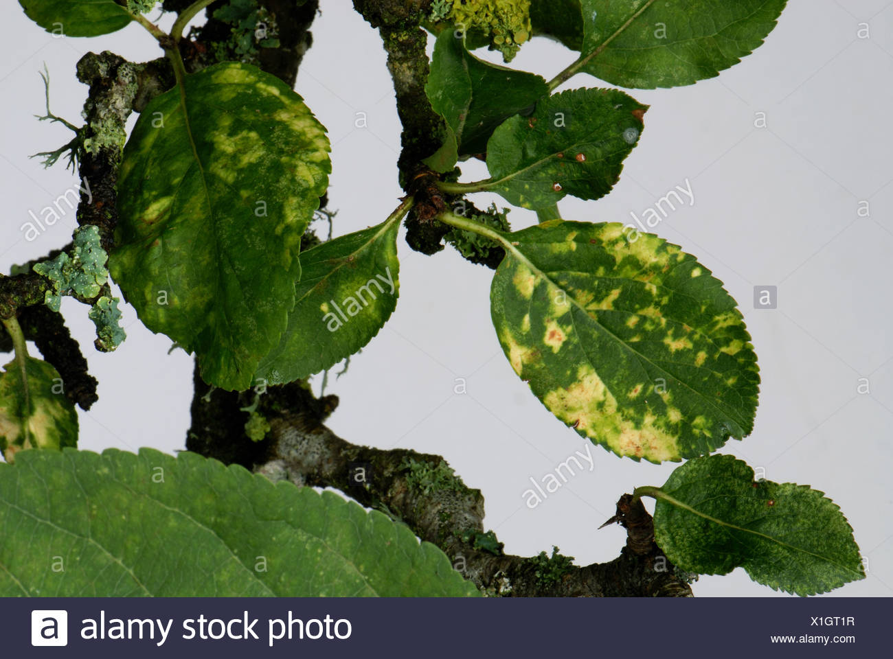Apple Mosaic Virus Symptoms High Resolution Stock Photography and ...
