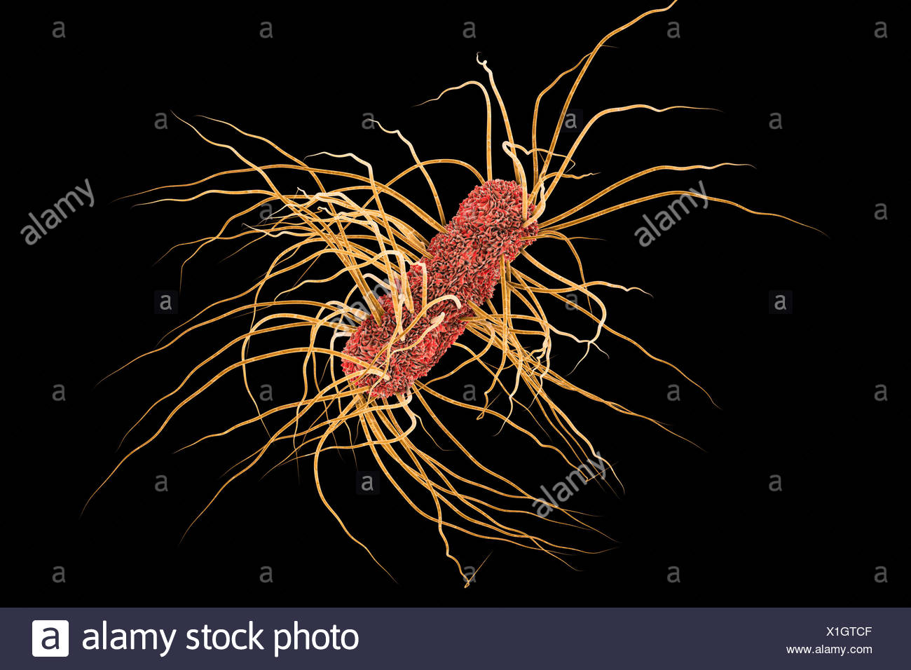 Bacteraemia Stock Photos & Bacteraemia Stock Images - Alamy
